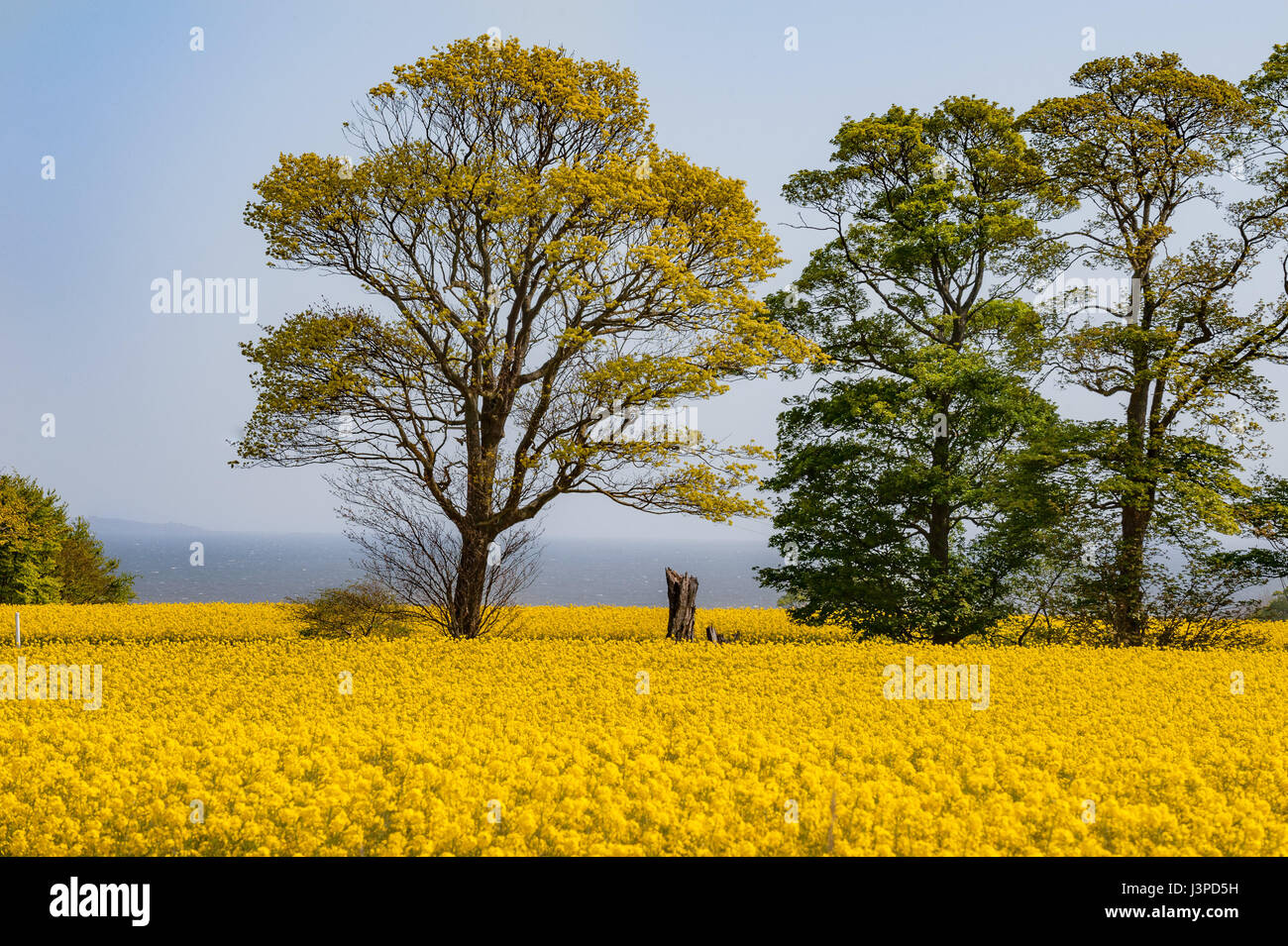 Yellow blossom of rapeseed field in Dalmeny estate, Edinburgh, Scotland ...