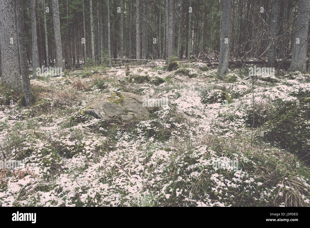 snow covered forest with trails and green grass in early spring - retro ...