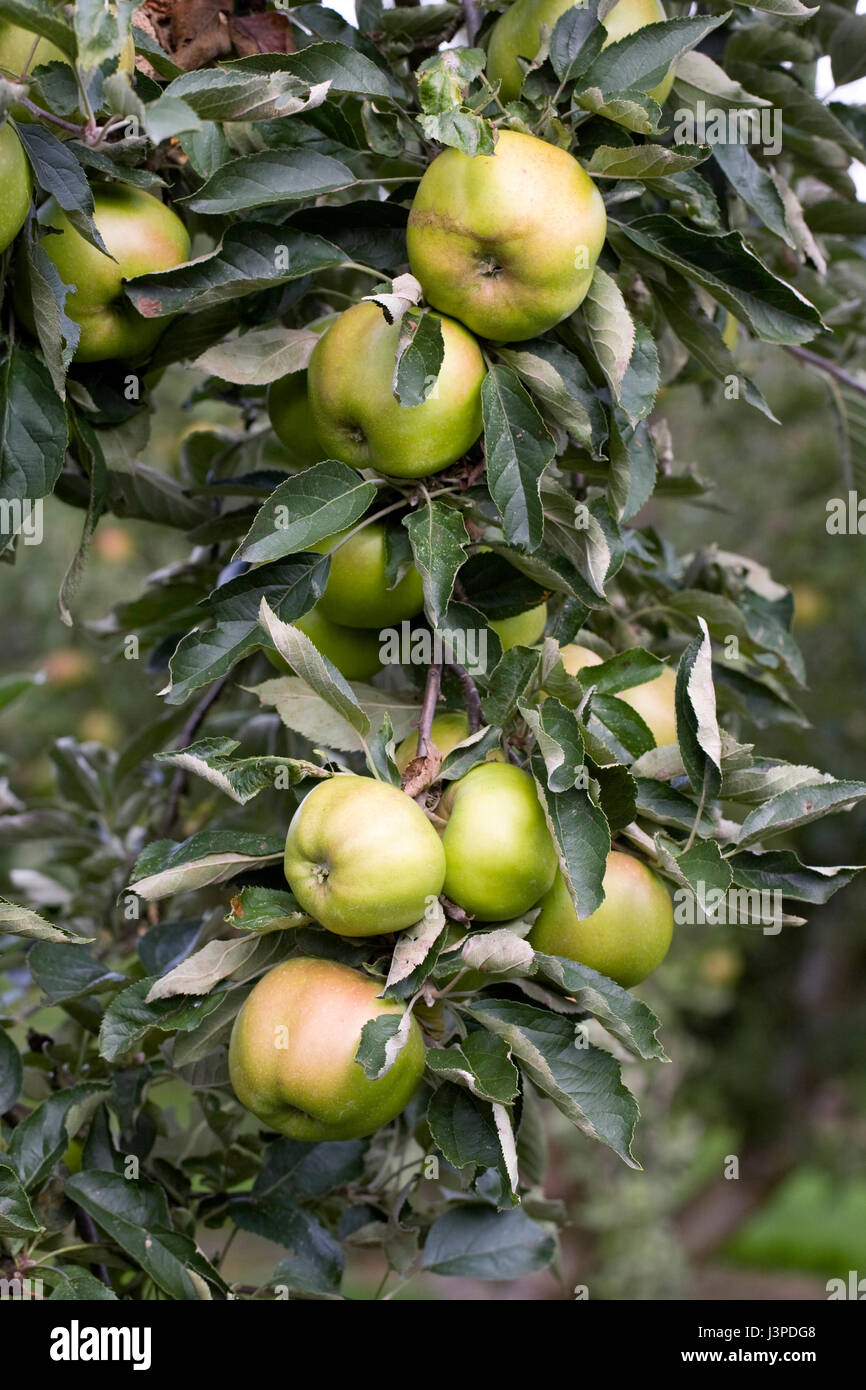 Rhode island greening apple hi-res stock photography and images - Alamy