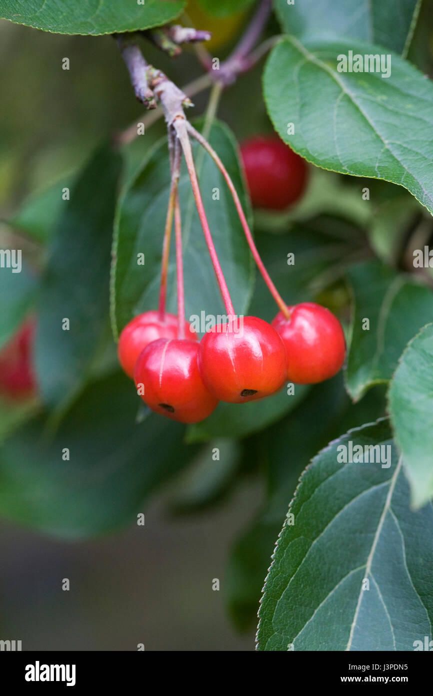 Malus huphensis. Crab apple fruits Stock Photo - Alamy