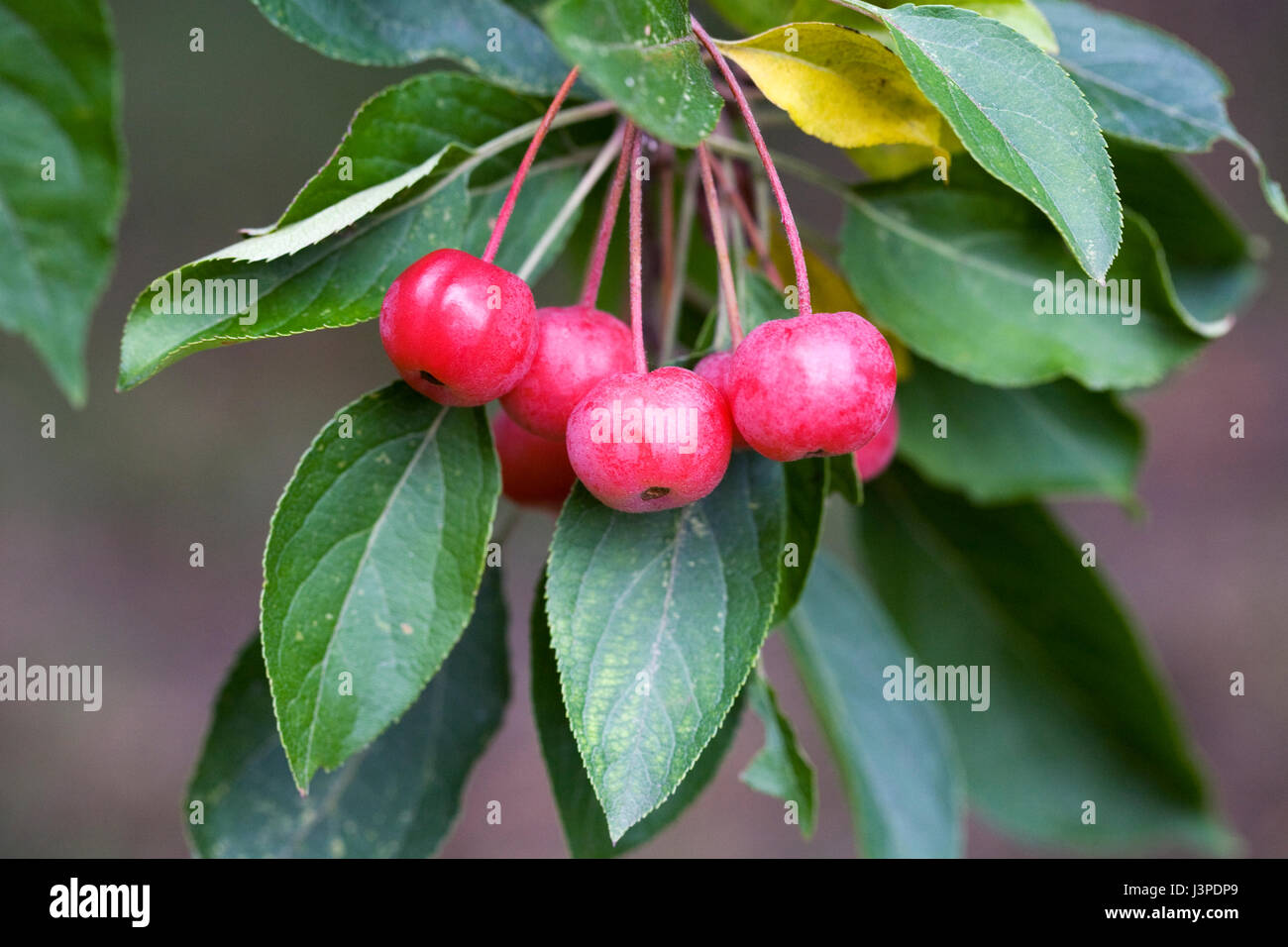 Malus huphensis. Crab apple fruits Stock Photo - Alamy
