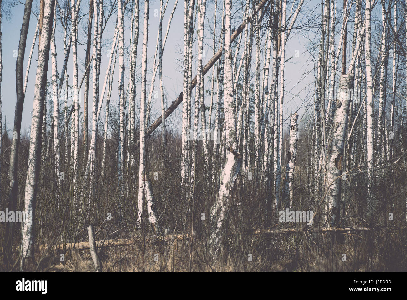 spring tree with shadows and bright sky in background - retro vintage ...