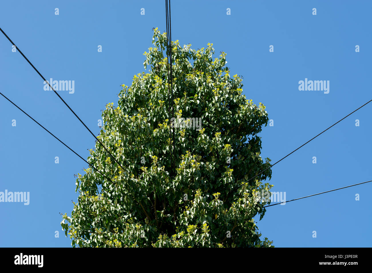 An ivy covered telegraph pole, Warwickshire, UK Stock Photo - Alamy