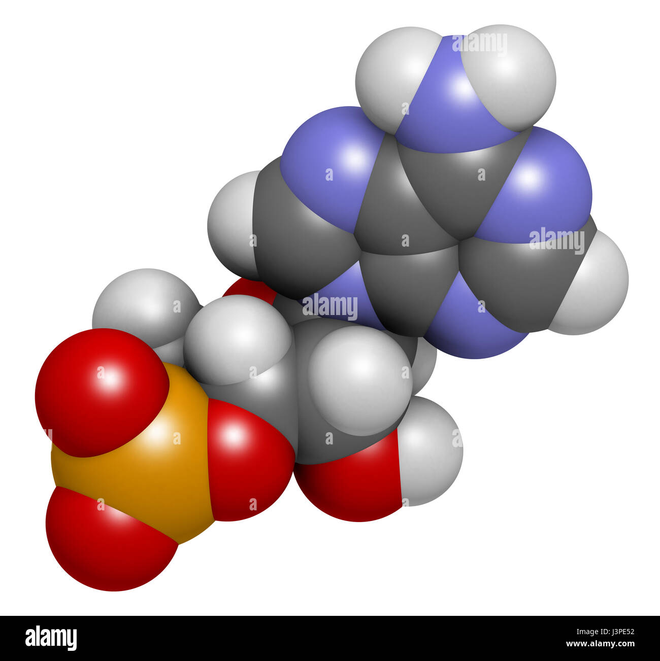 Cyclic adenosine monophosphate (cAMP) second messenger molecule. Atoms ...