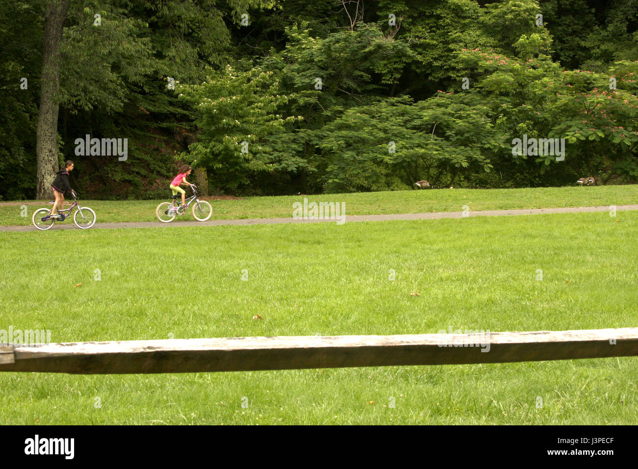 Two girls riding bikes in park in summer day Stock Photo - Alamy