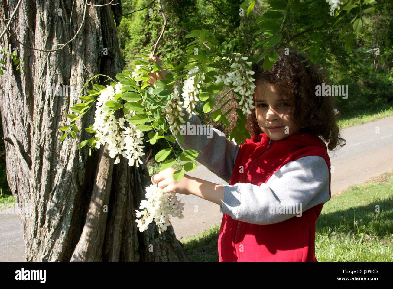 Little girl standing by locust tree in bloom Stock Photo - Alamy