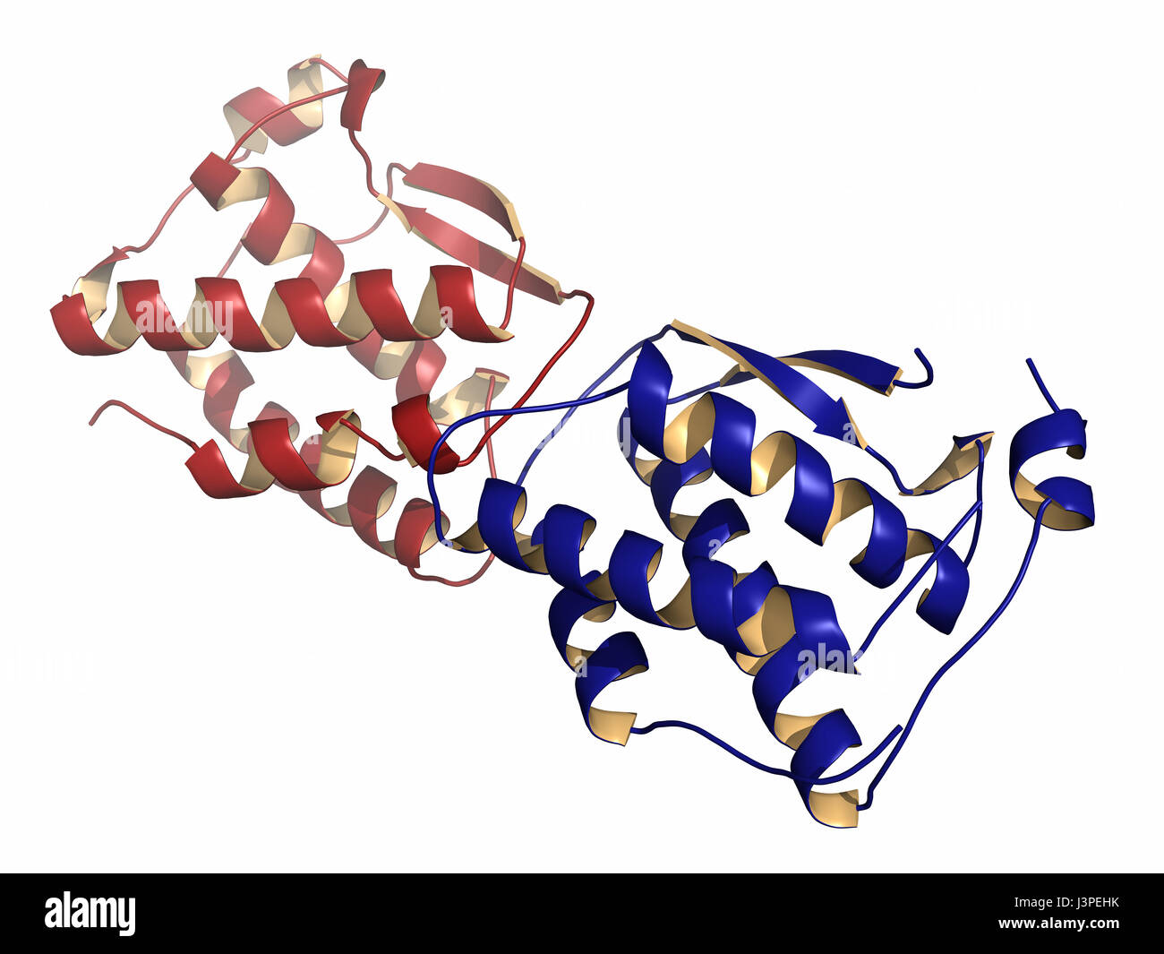 Macrophage hi-res stock photography and images - Alamy