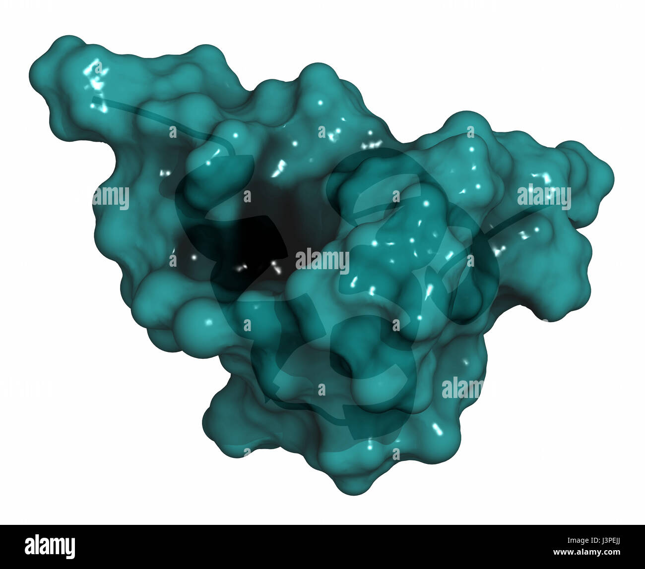 Osteocalcin bone-building hormone (porcine). Cartoon representation ...