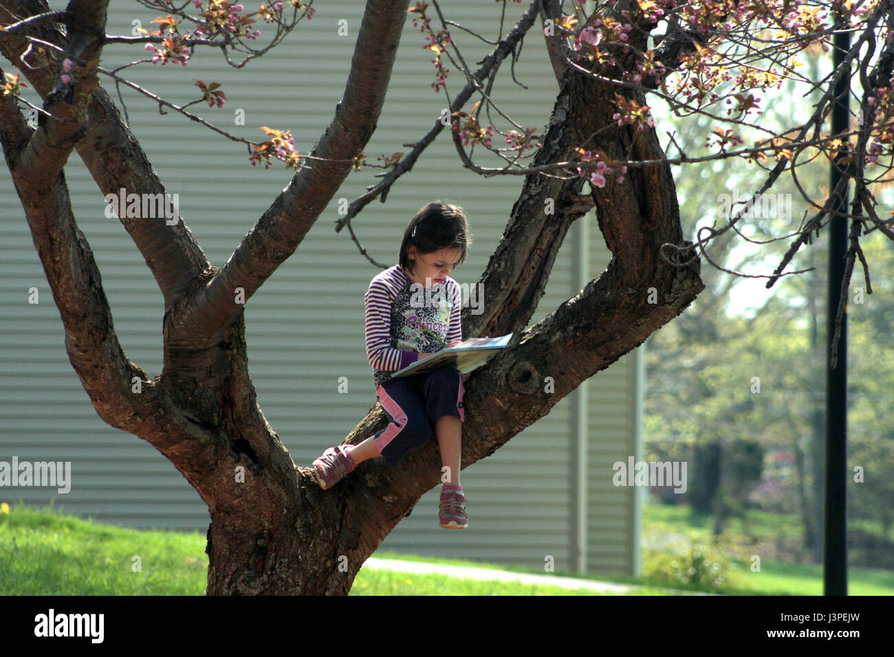 Little girl reading or writing on cherry tree in springtime Stock Photo ...