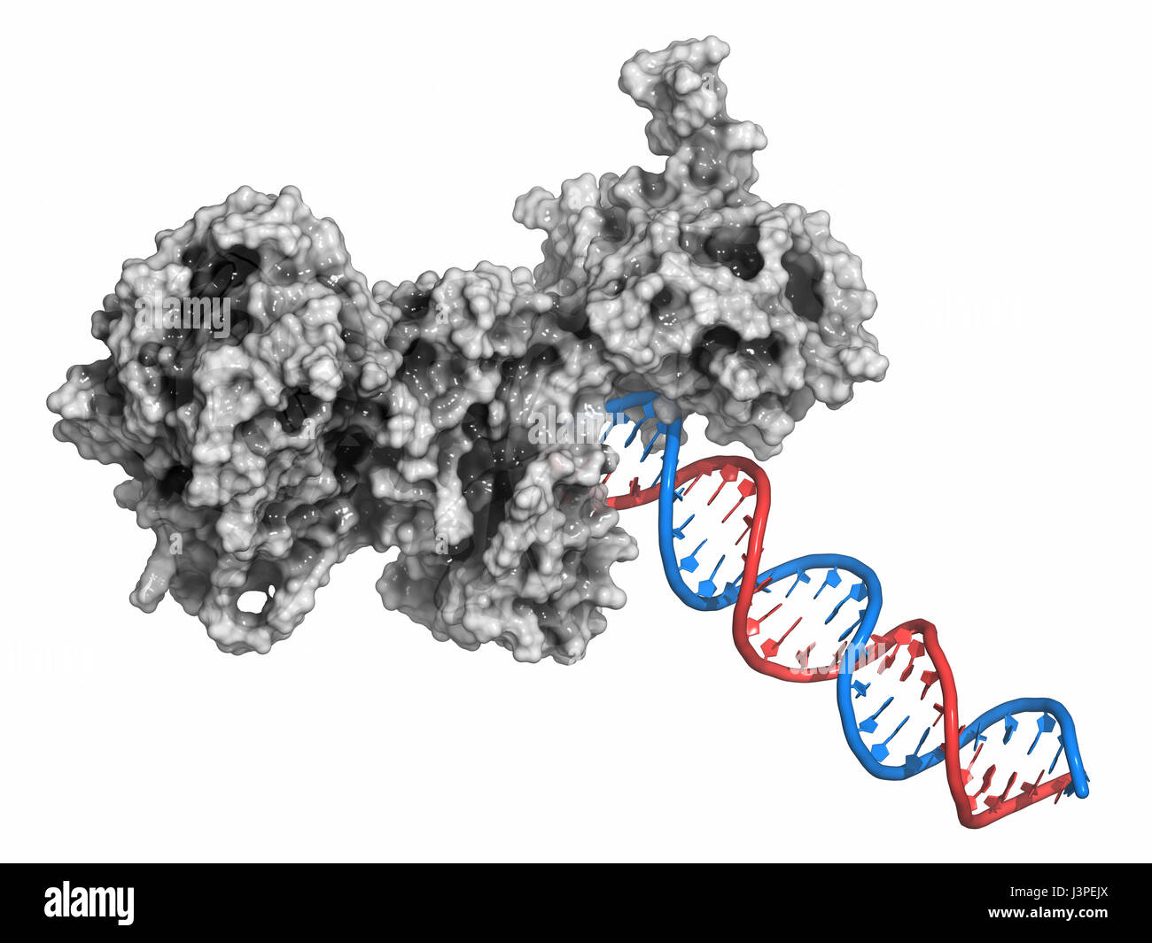 Poly (ADP-ribose) polymerase 1 (PARP-1) DNA damage detection protein ... Poly (ADP-ribose) polymerase 1 (PARP-1) DNA damage detection protein ...