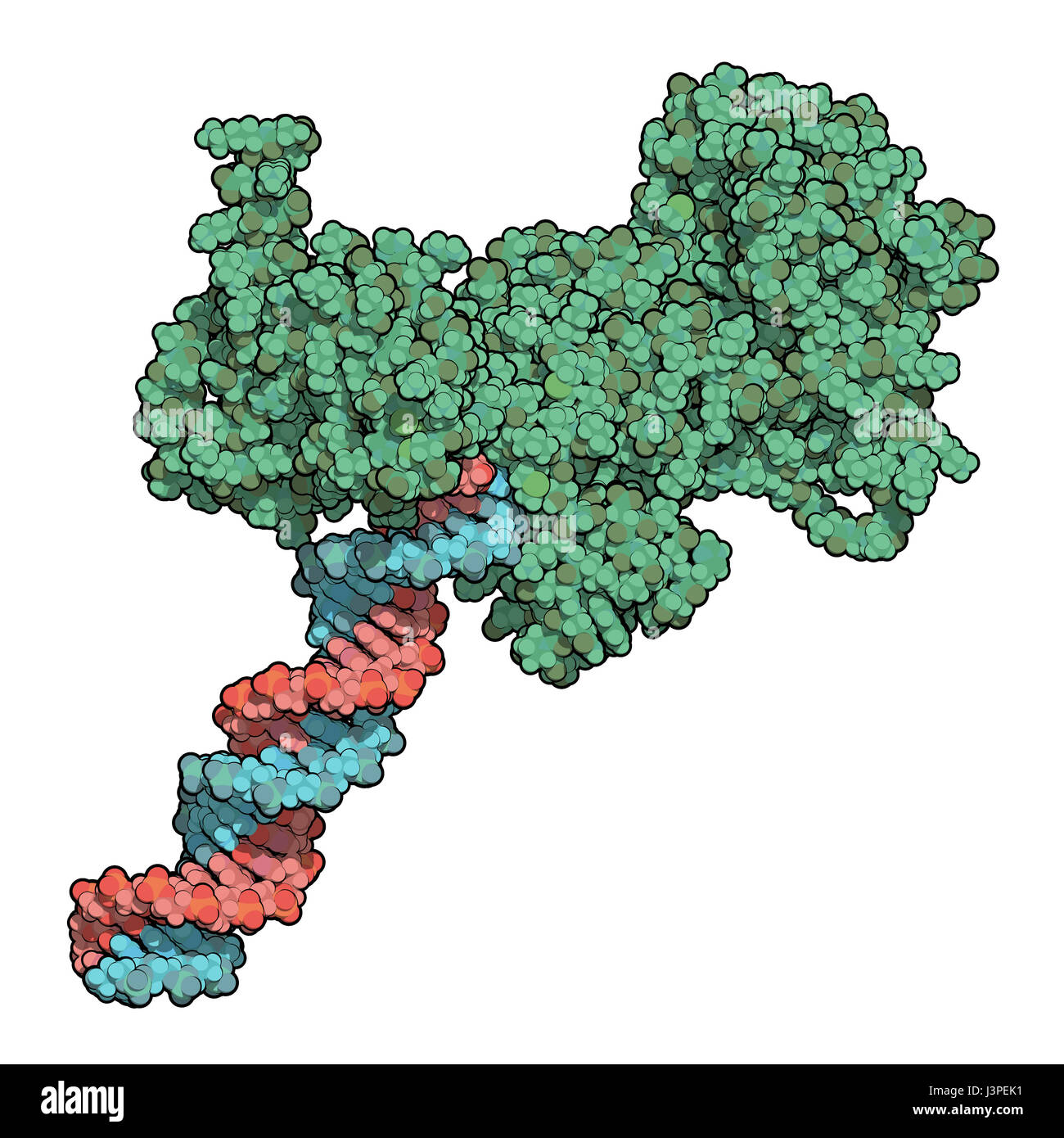 Dna polymerase model hi-res stock photography and images - Alamy