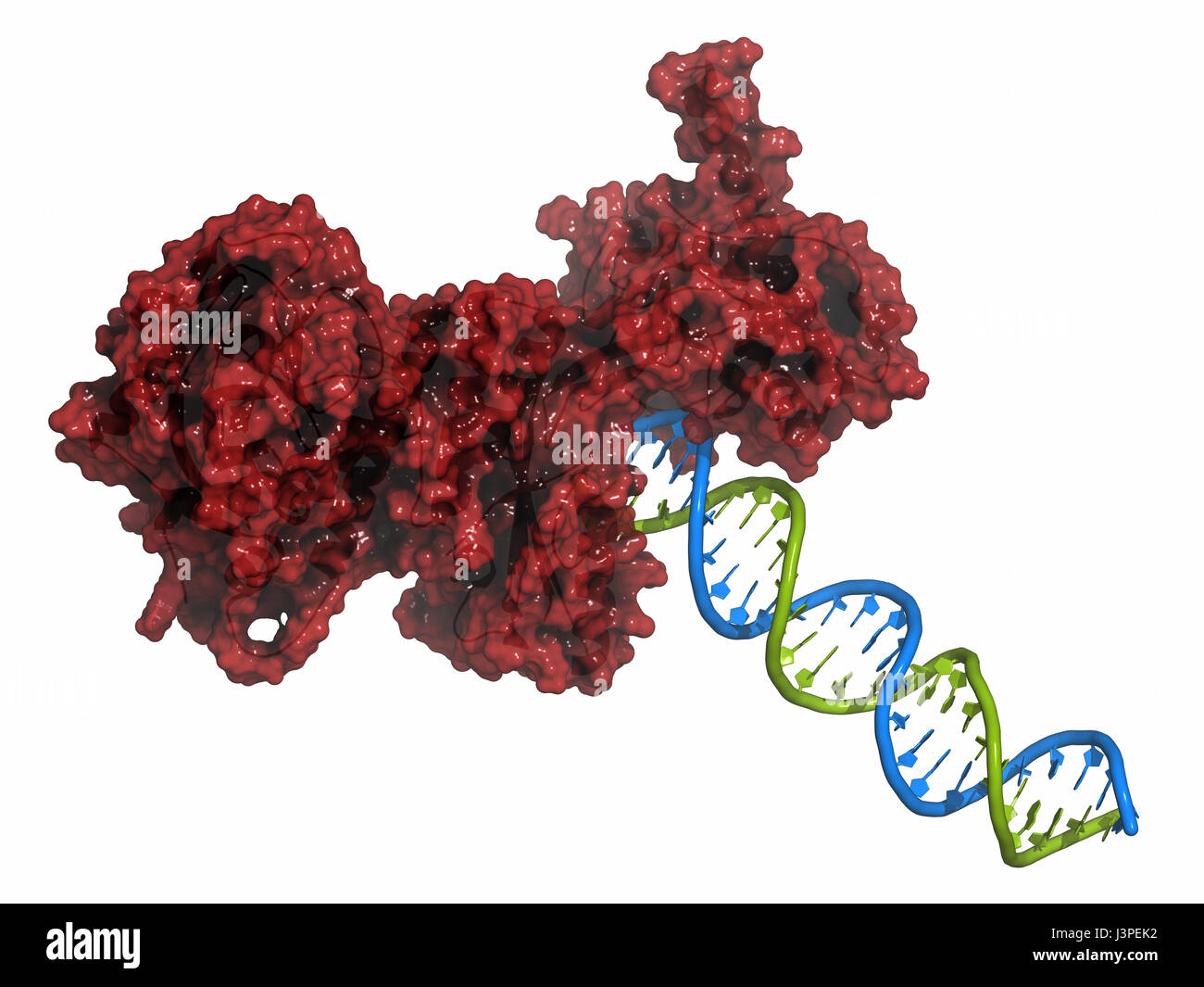 Poly (ADP-ribose) polymerase 1 (PARP-1) DNA damage detection protein ...