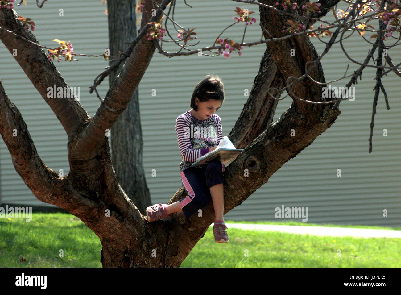 Little girl reading or writing on cherry tree in springtime Stock Photo ...