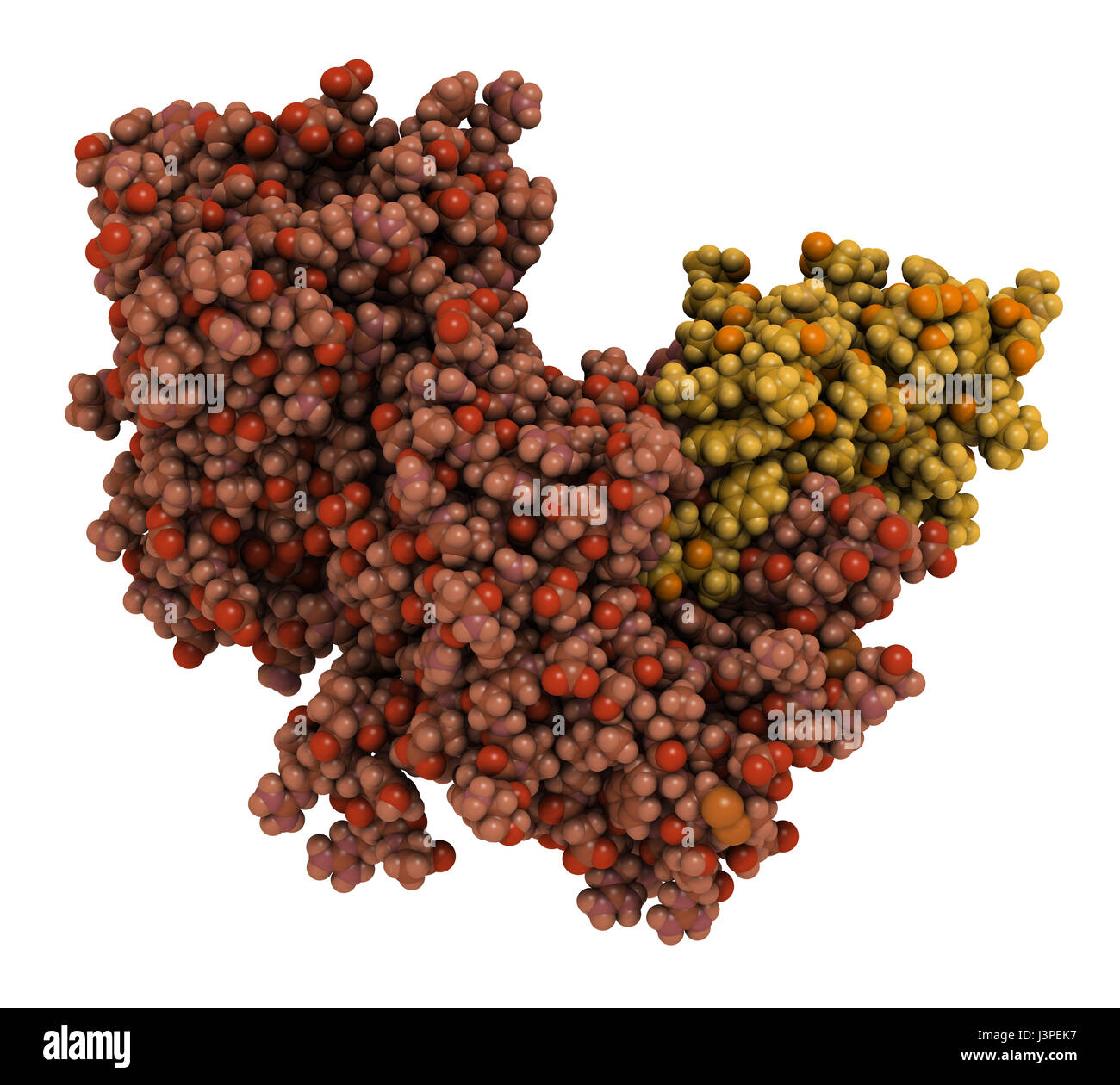 Proprotein convertase subtilisin kexin type 9 (PCSK9) protein. Target ...