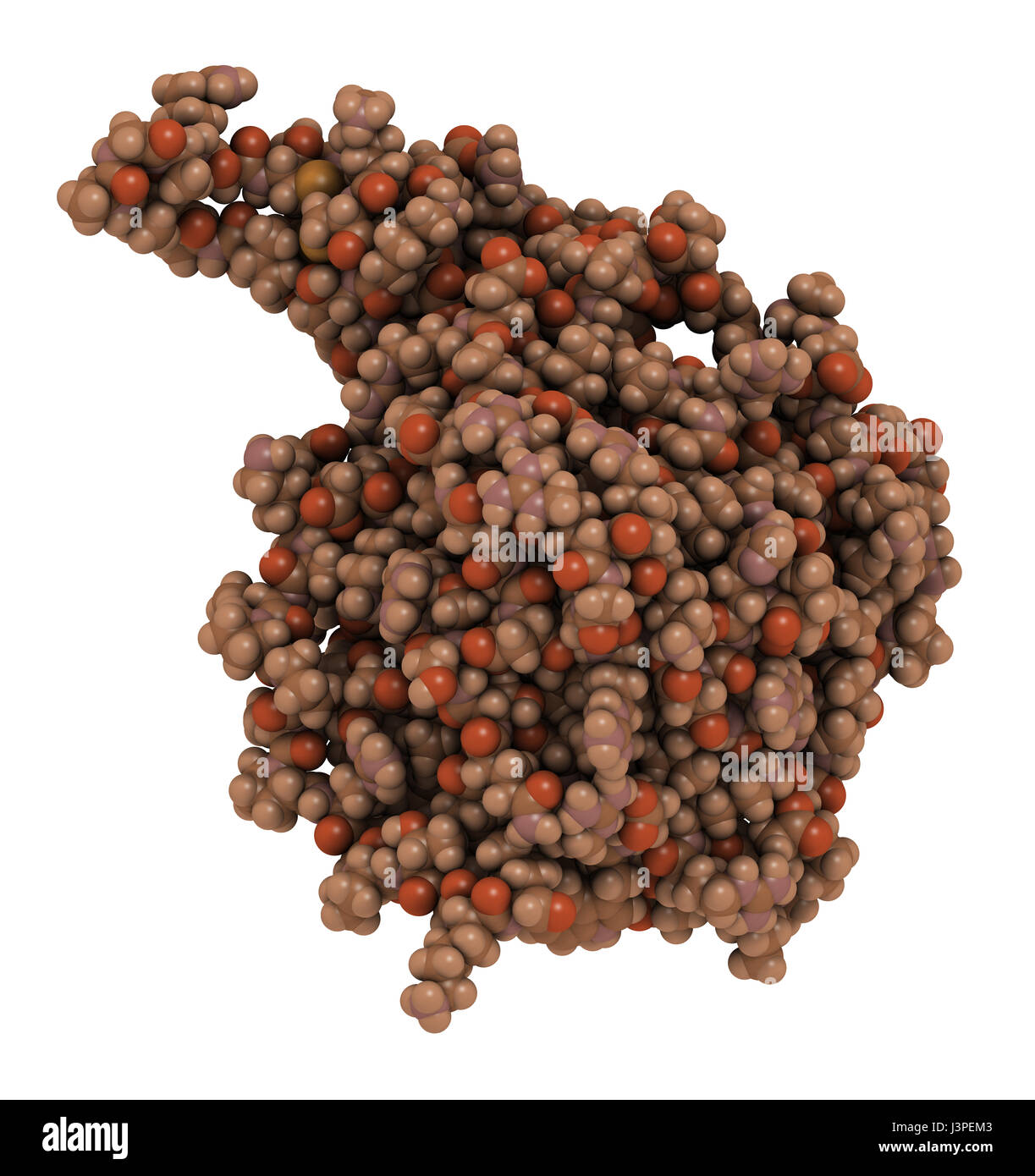 Sirtuin 6 (SIRT6) protein. Linked to longevity in mammals. Atoms are ...