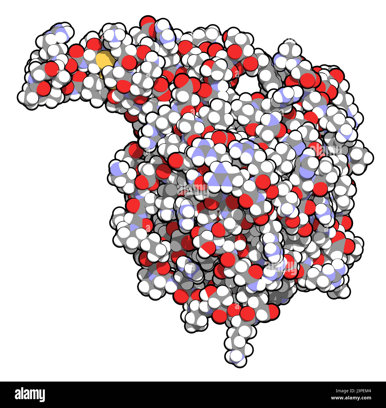 Sirtuin 6 (SIRT6) protein. Linked to longevity in mammals. Atoms are ...