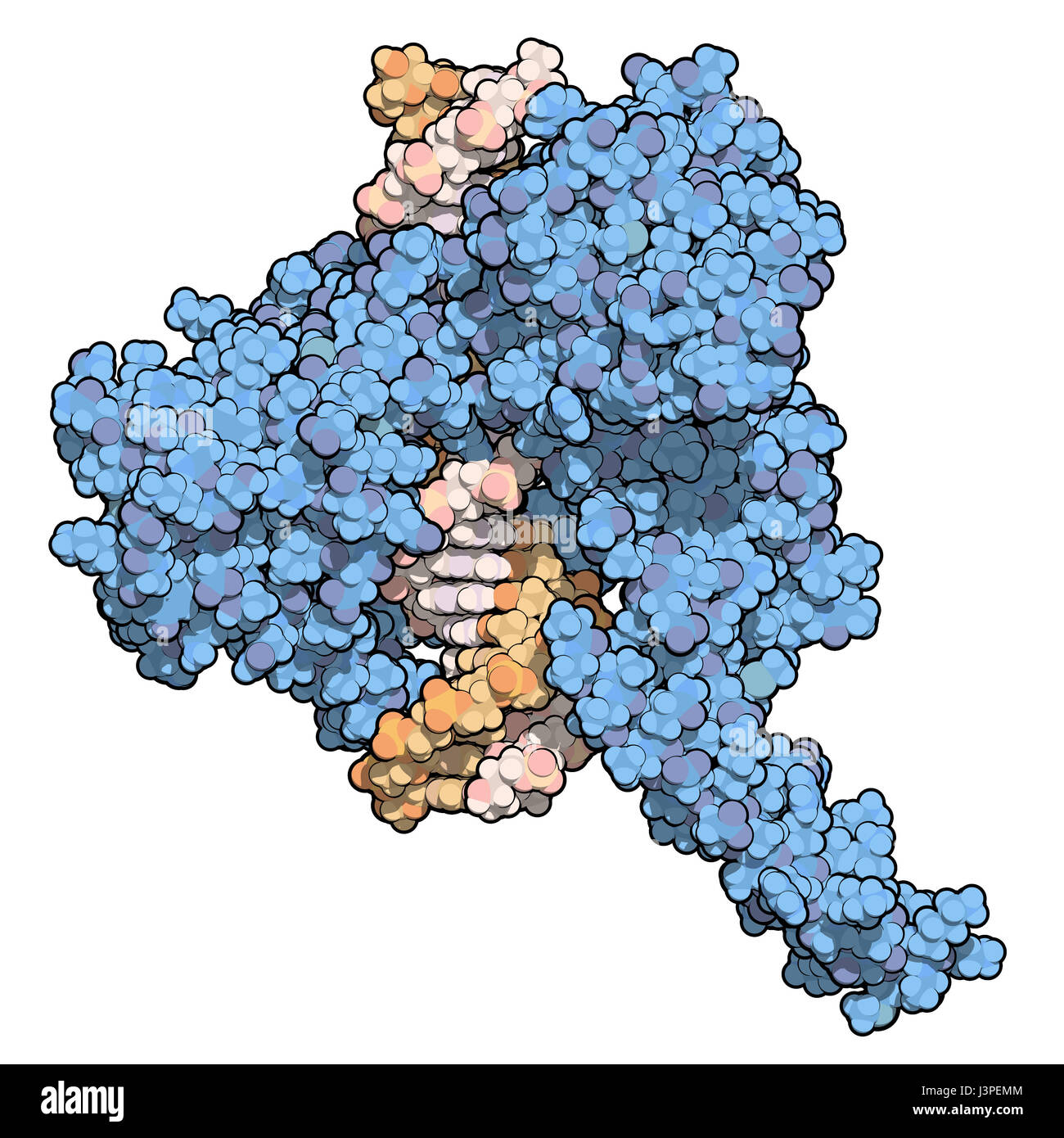 Dna topoisomerase hi-res stock photography and images - Alamy