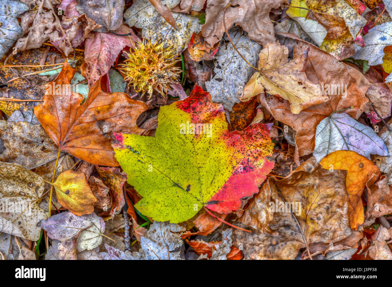 A colorful Autumn Maple leaf stands out the ground with other fall ...