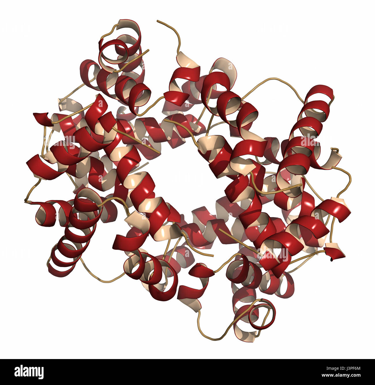 Hemoglobin (human, Hb) protein molecule. Iron-containing oxygen ...