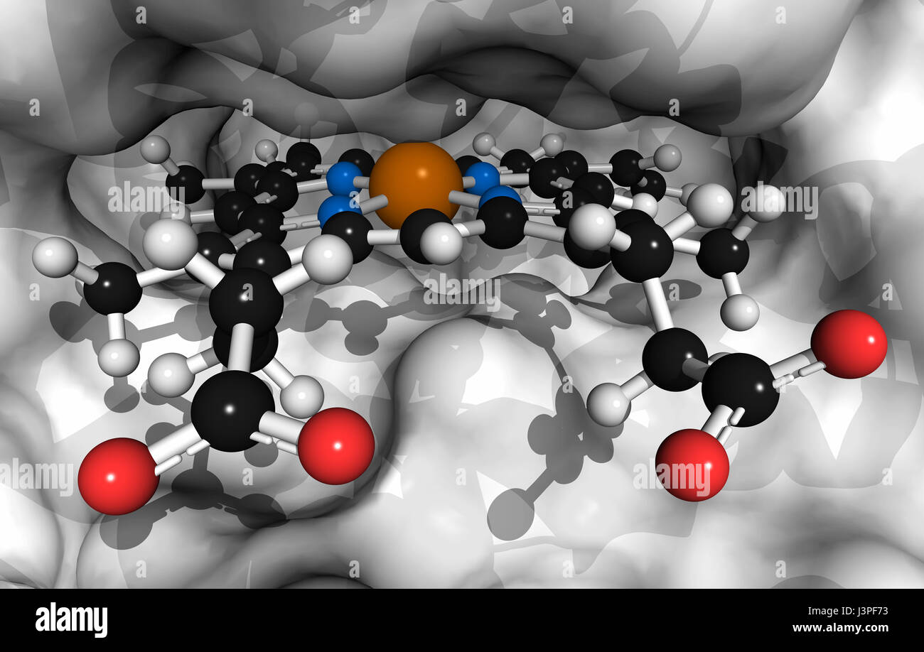 Hemoglobin (human, Hb) protein molecule. Iron-containing oxygen ...