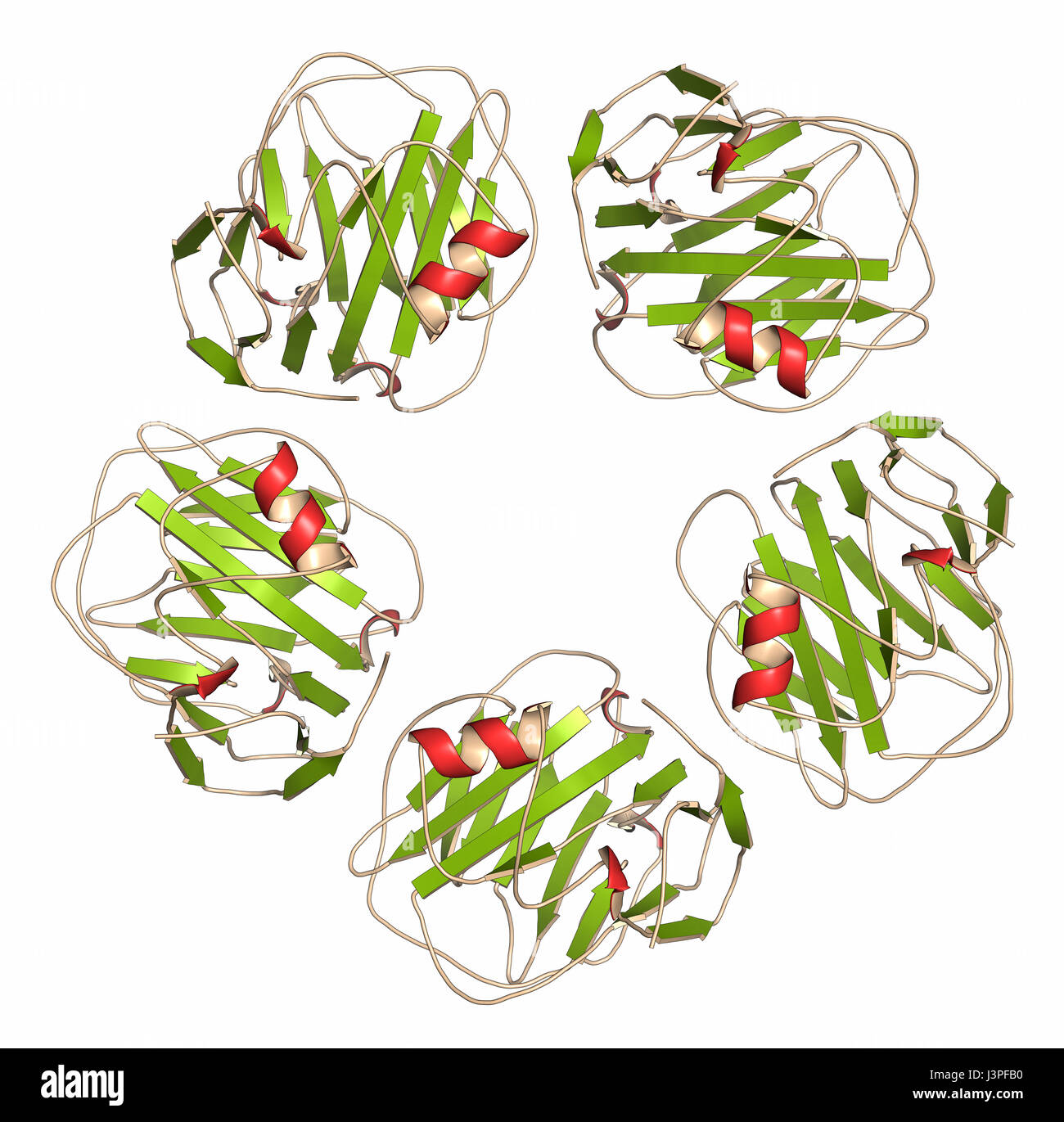Human protein cardiovascular hi-res stock photography and images - Alamy