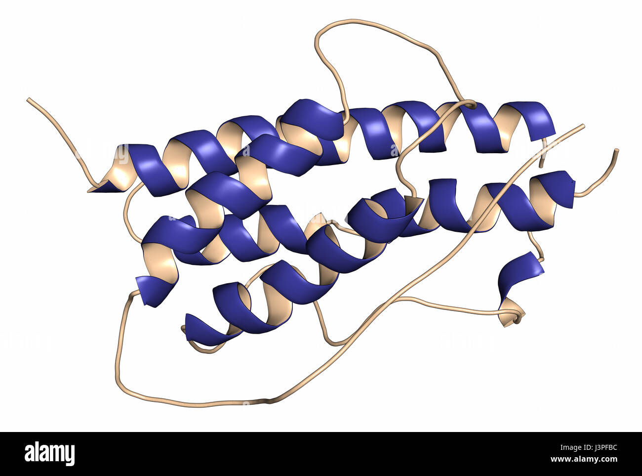 Human Growth Hormone Molecule