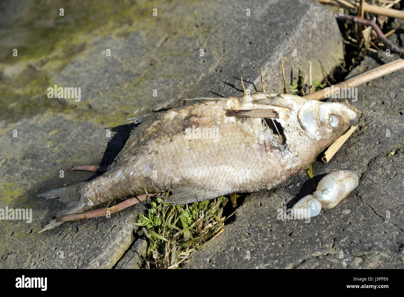 Dead fish in Pasleka river in Nowa Pasleka, Poland 1 May 2017 ...