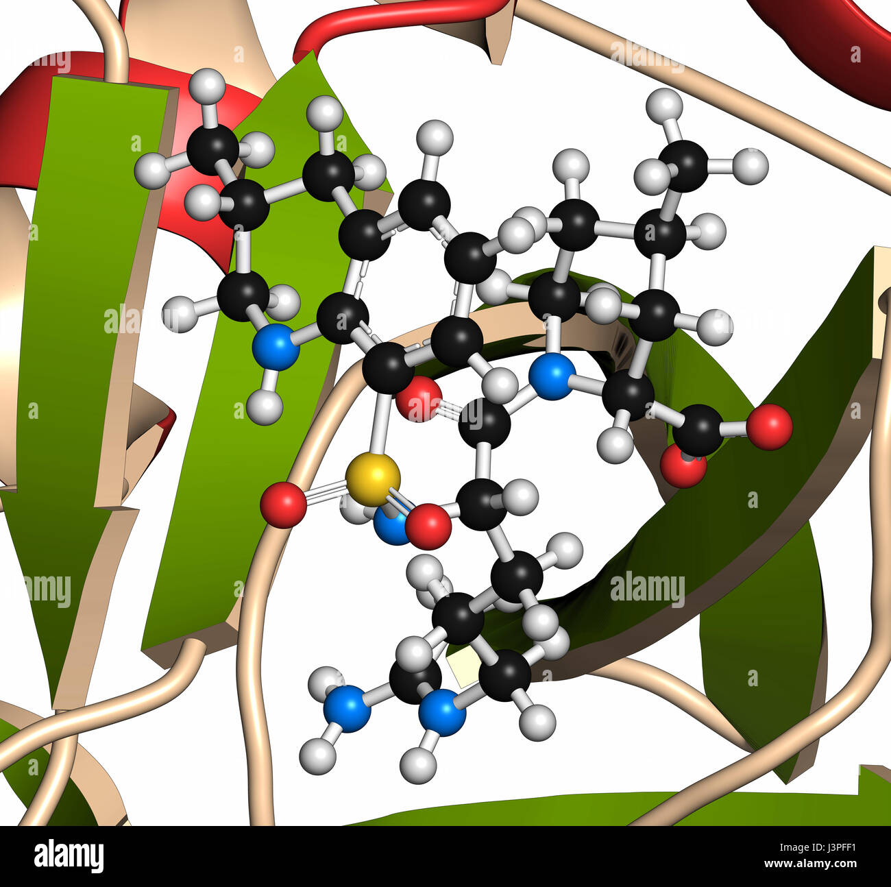 Thrombin blood-clotting enzyme bound to argatroban drug molecule ...