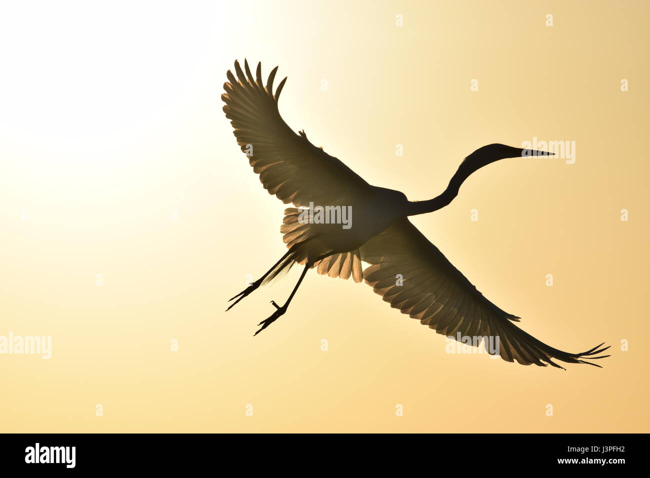 Bird flying during sunset, Ponce Inlet Florida Stock Photo - Alamy