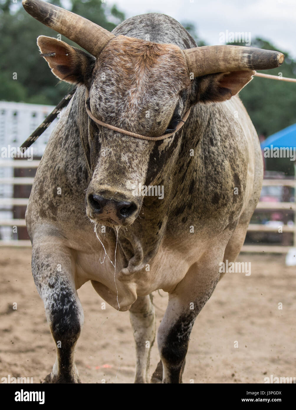 Angry bull hi-res stock photography and images - Alamy