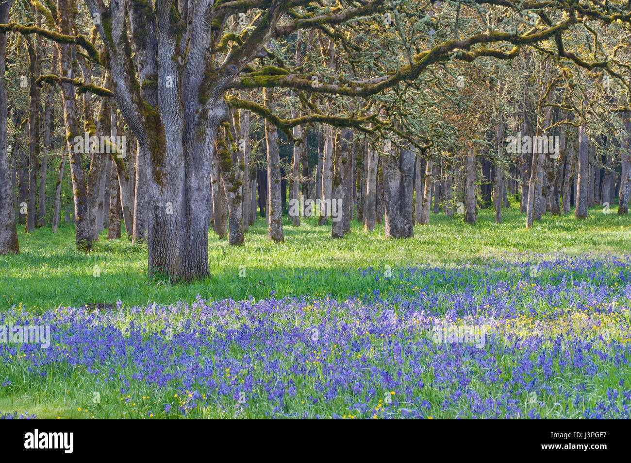 Forest of old oak trees with meadow of blooming blue camas wildflowers ...