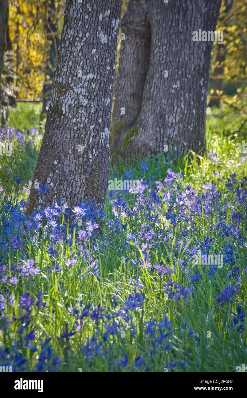 Closeup of Blue Camas wildflowers blooming under the oak trees in soft ...