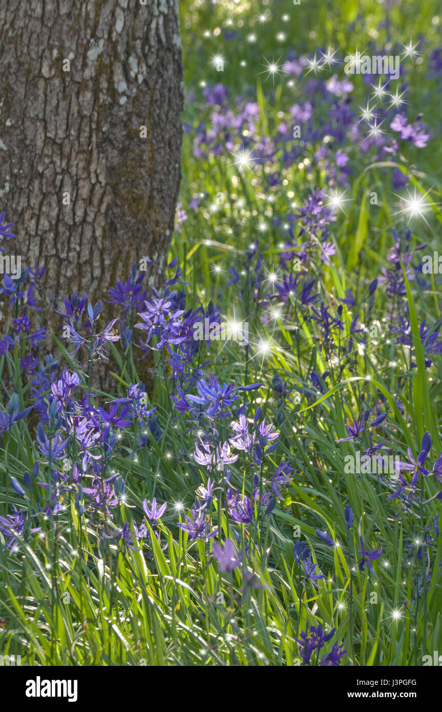 Camas Flowers High Resolution Stock Photography and Images - Alamy