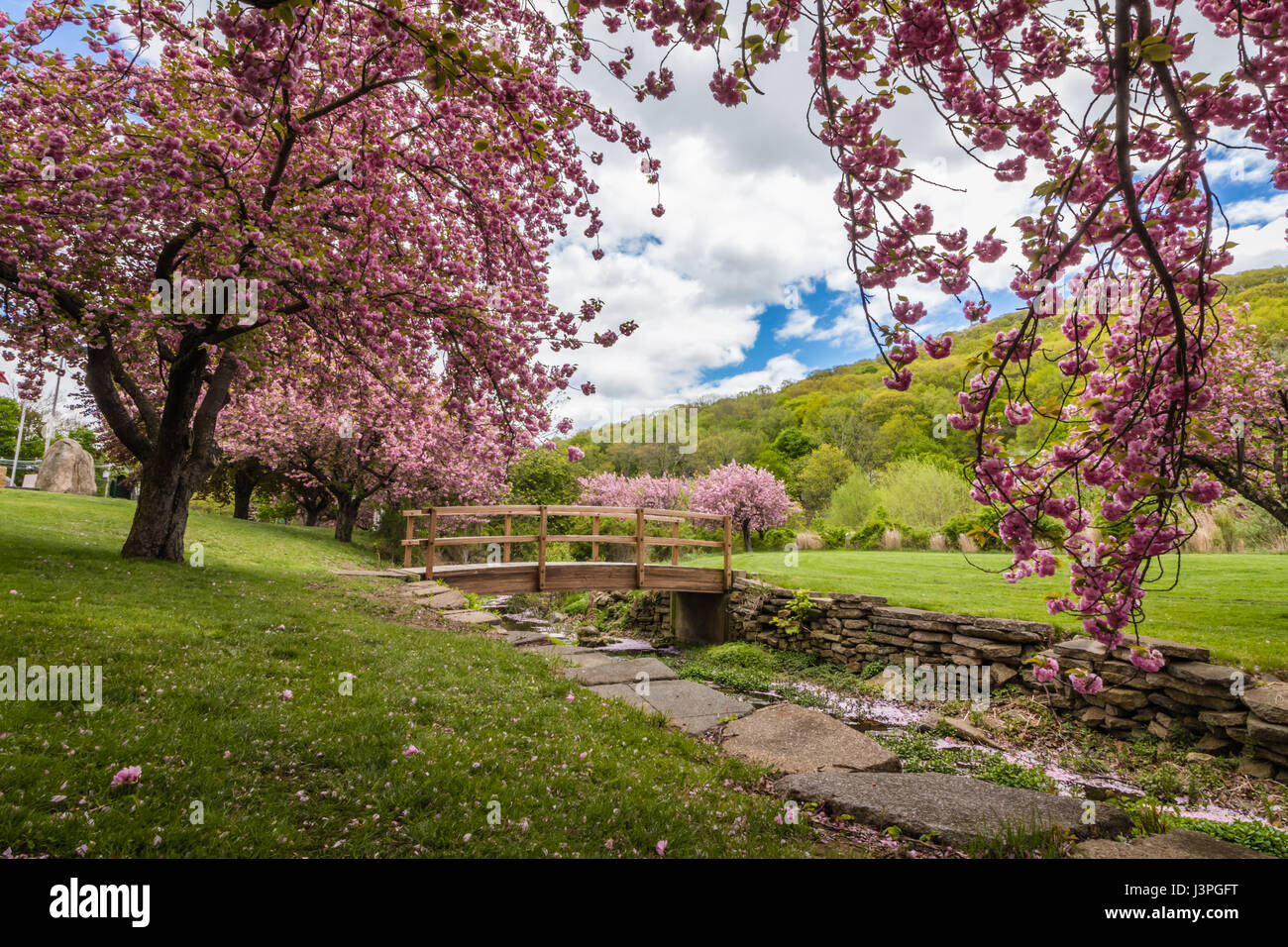 A creek and small wooden bridge are surrounded by lush pink cherry ...