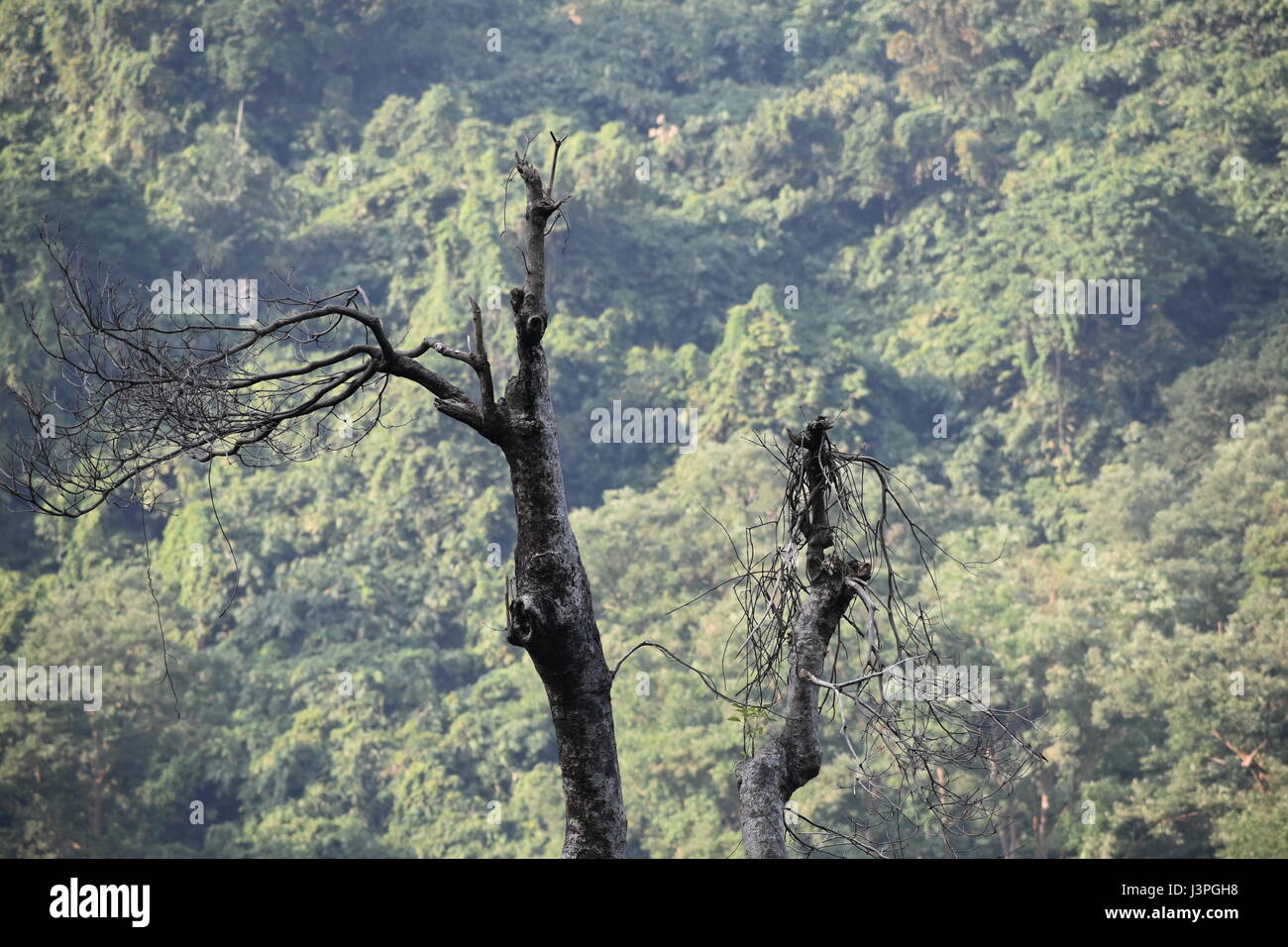 Cheeyappara waterfalls view Stock Photo - Alamy