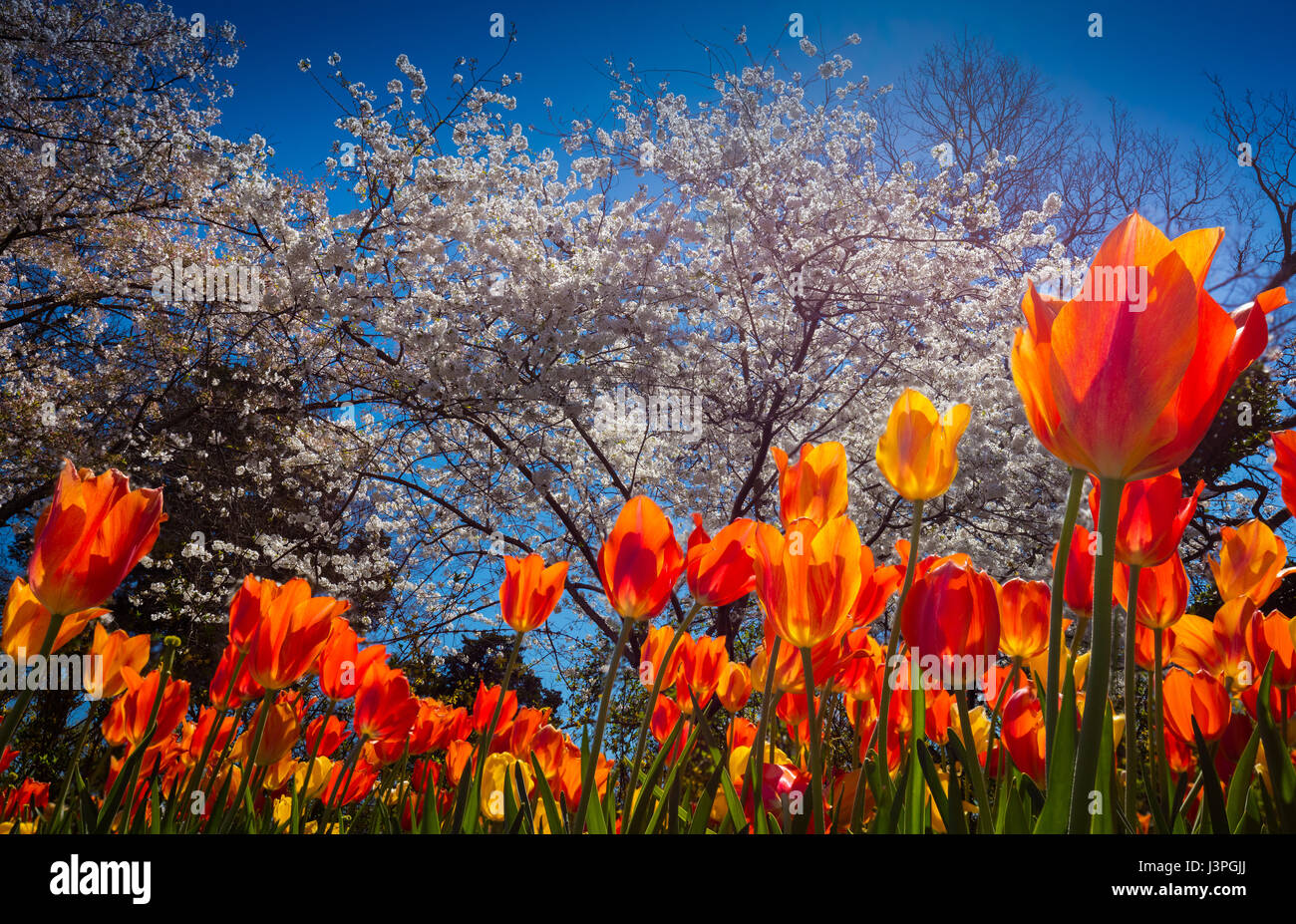 The Dallas Arboretum and Botanical Garden is a 66-acre botanical garden ...