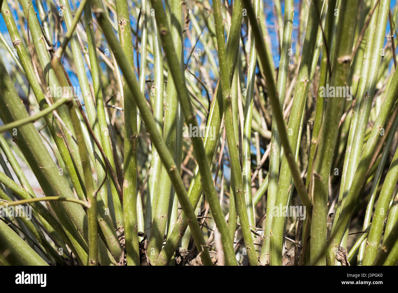 The stem of a healthy cannabis plant Stock Photo - Alamy
