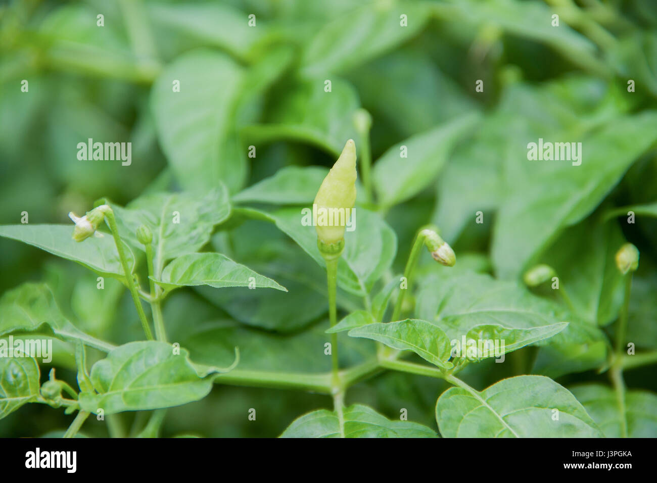 young green chili and baby chili on green tree Stock Photo - Alamy