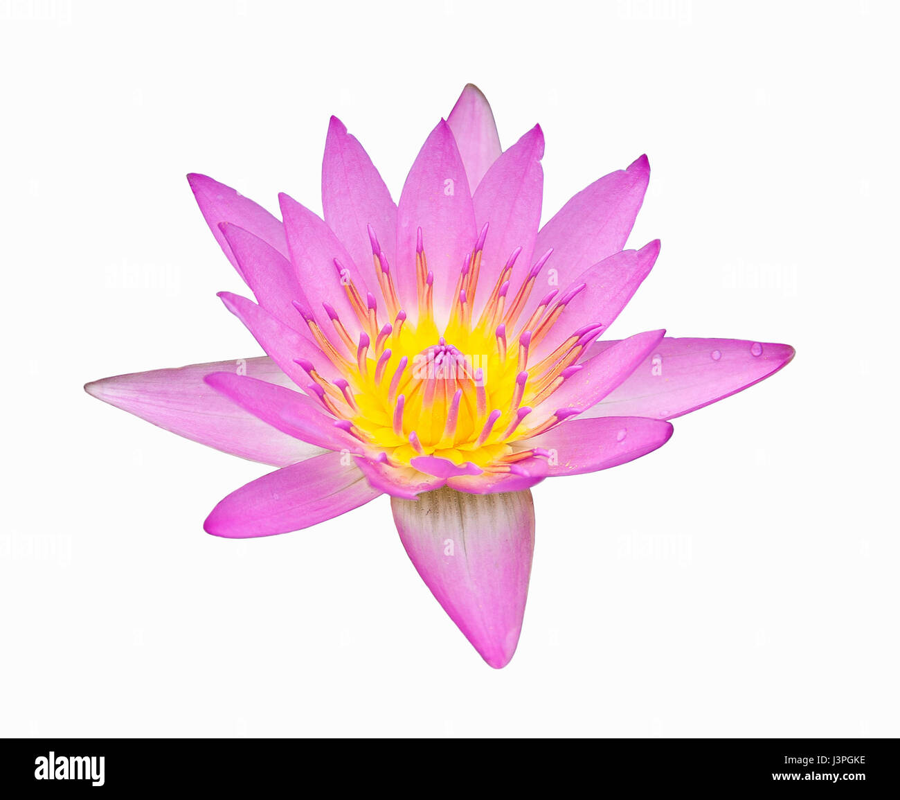 beautiful pink color lotus on white background, isolate Stock Photo - Alamy