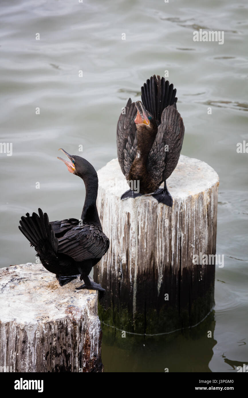 Phalacrocoracidae is a family of some 40 species of aquatic birds ...