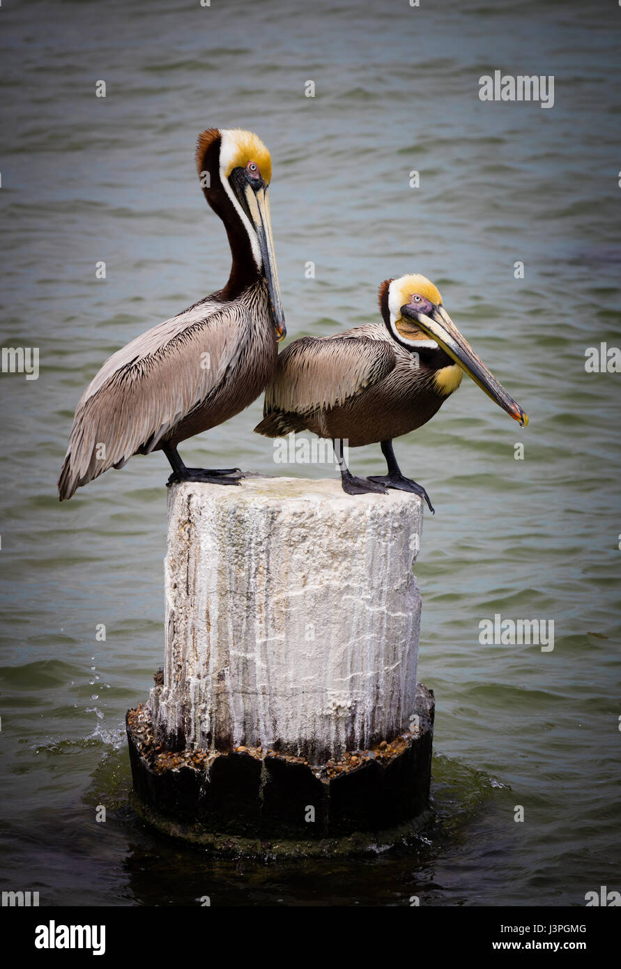 Pelicans are a genus of large water birds that makes up the family ...