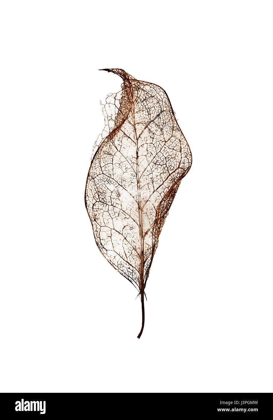 Leaf skeleton hi-res stock photography and images - Alamy