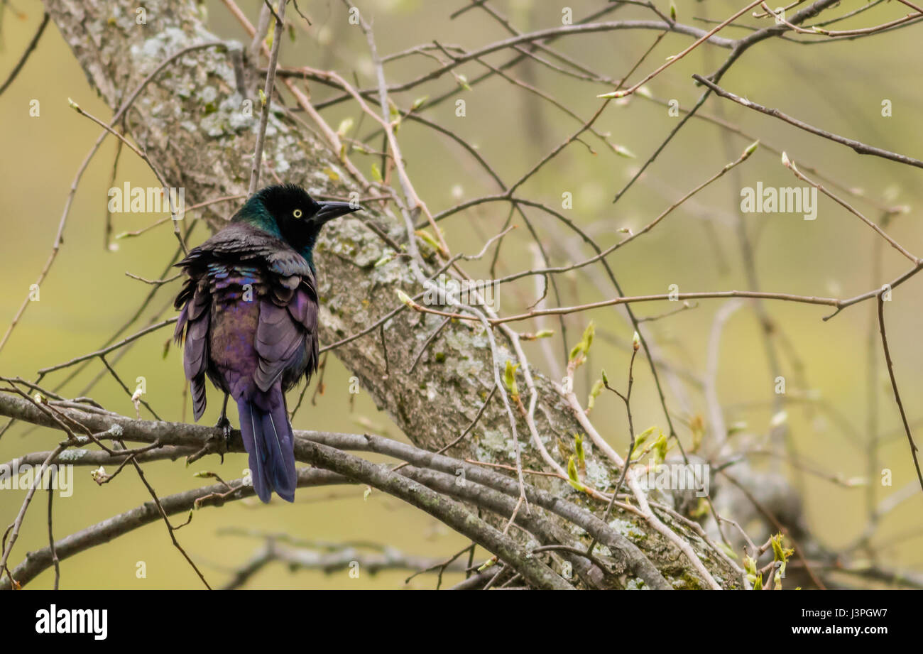 Common Grackle (Quiscalus Quiscula) has beautiful feathers in rich deep ...