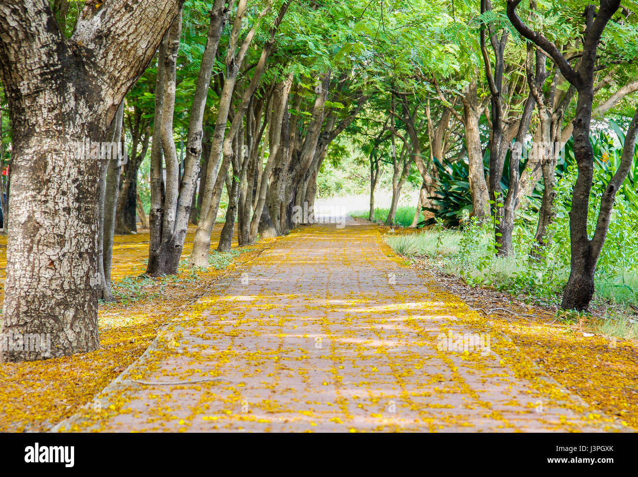 pathway with tree beside and beautiful yellow flowers on ground in park ...