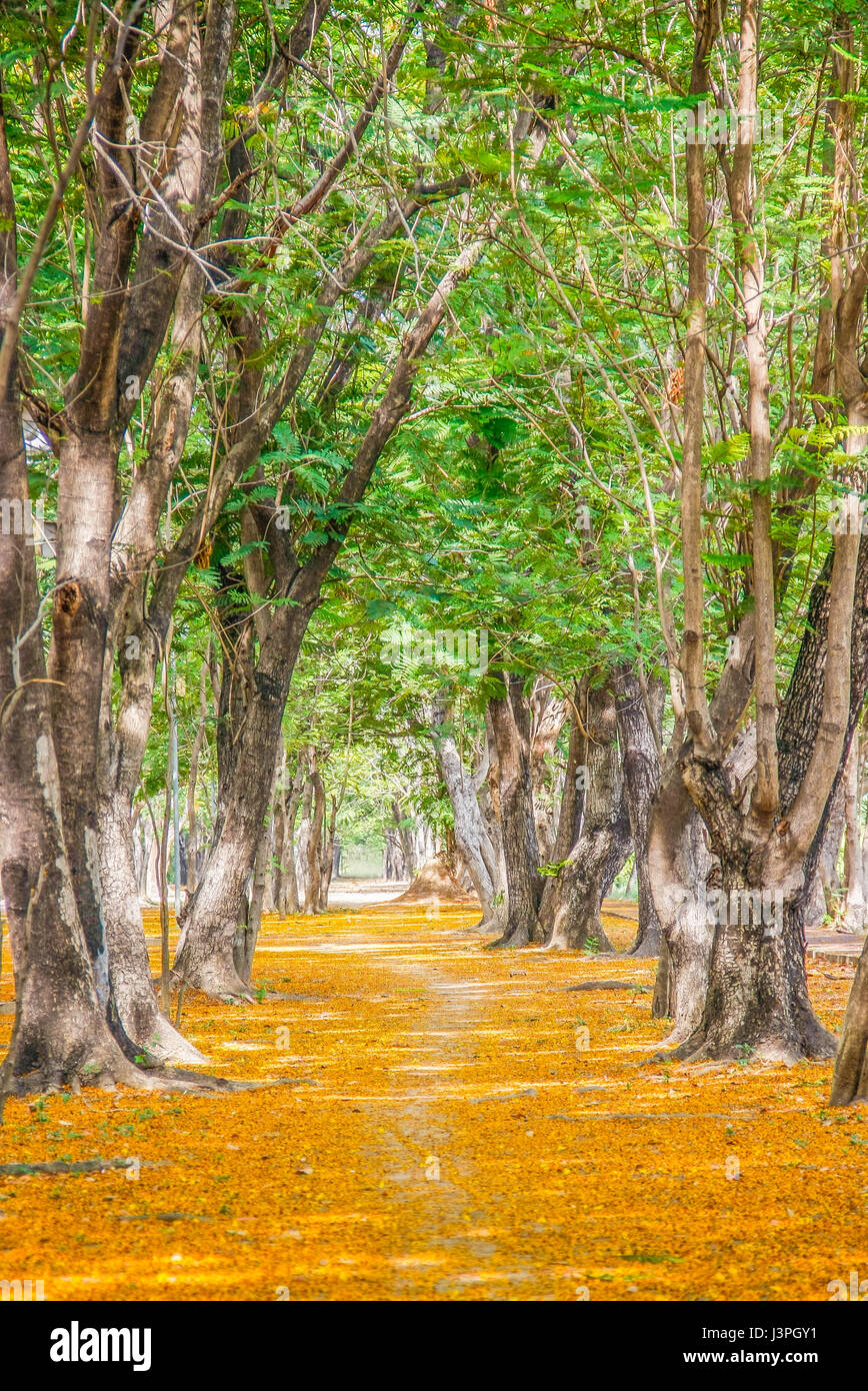pathway with yellow flowers and green trees inside Stock Photo - Alamy