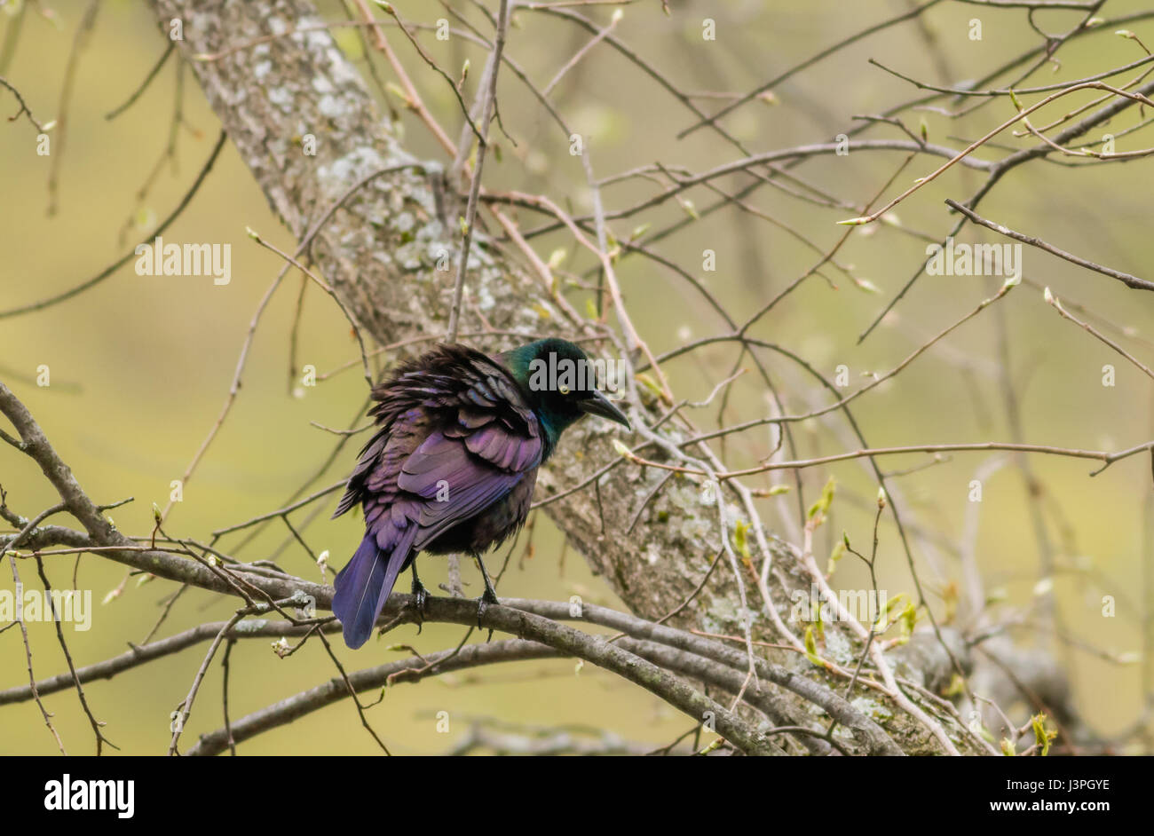 Common Grackle (Quiscalus Quiscula) has beautiful feathers in rich deep ...