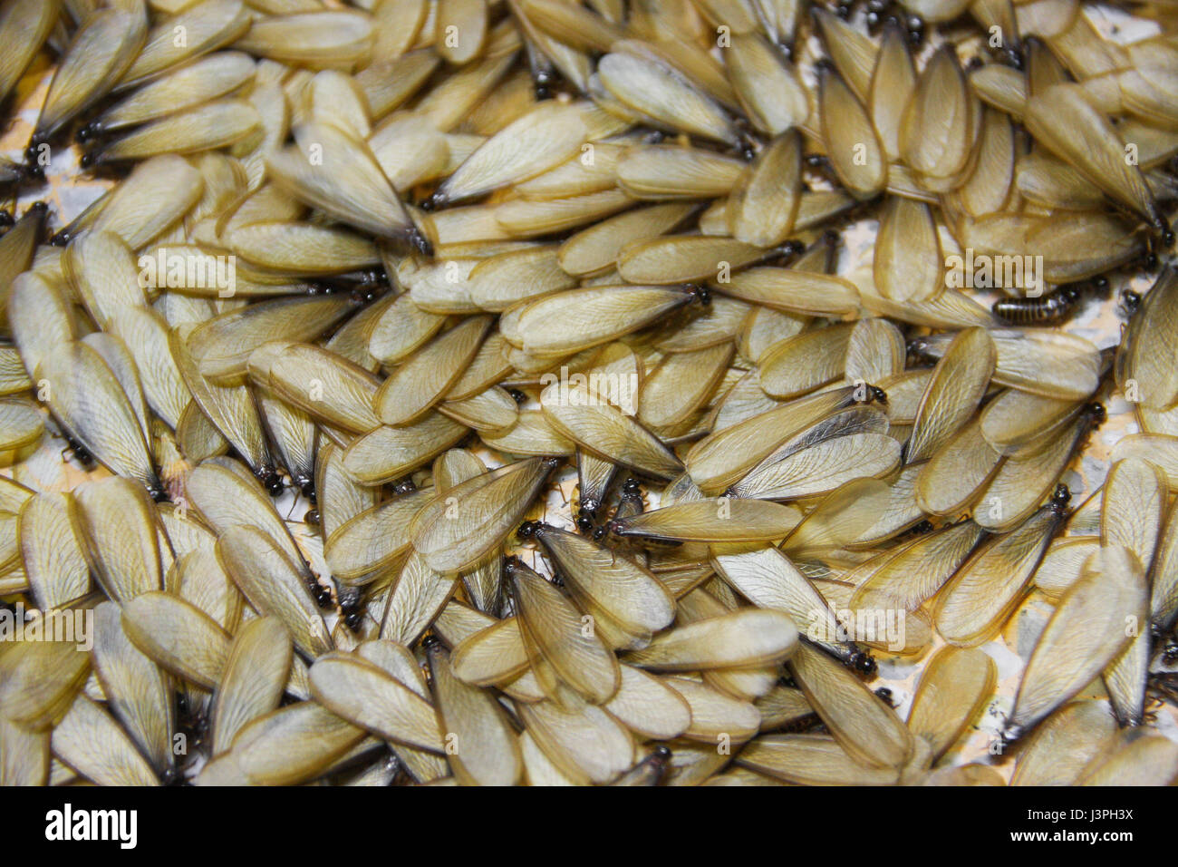 many of brown winged termite on floor Stock Photo - Alamy