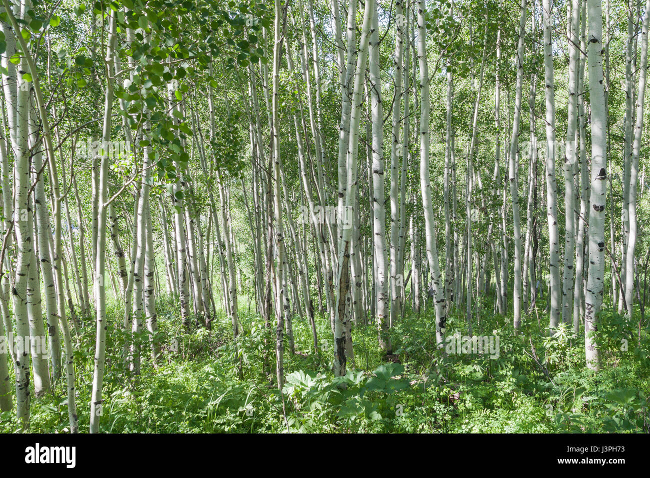 Aspen Trees in Vail, Colorado Stock Photo - Alamy