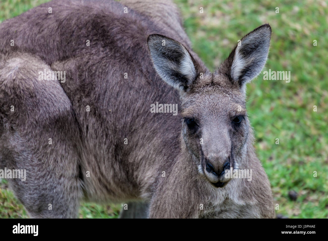 Kangaroo in back yard at Pambula Stock Photo - Alamy