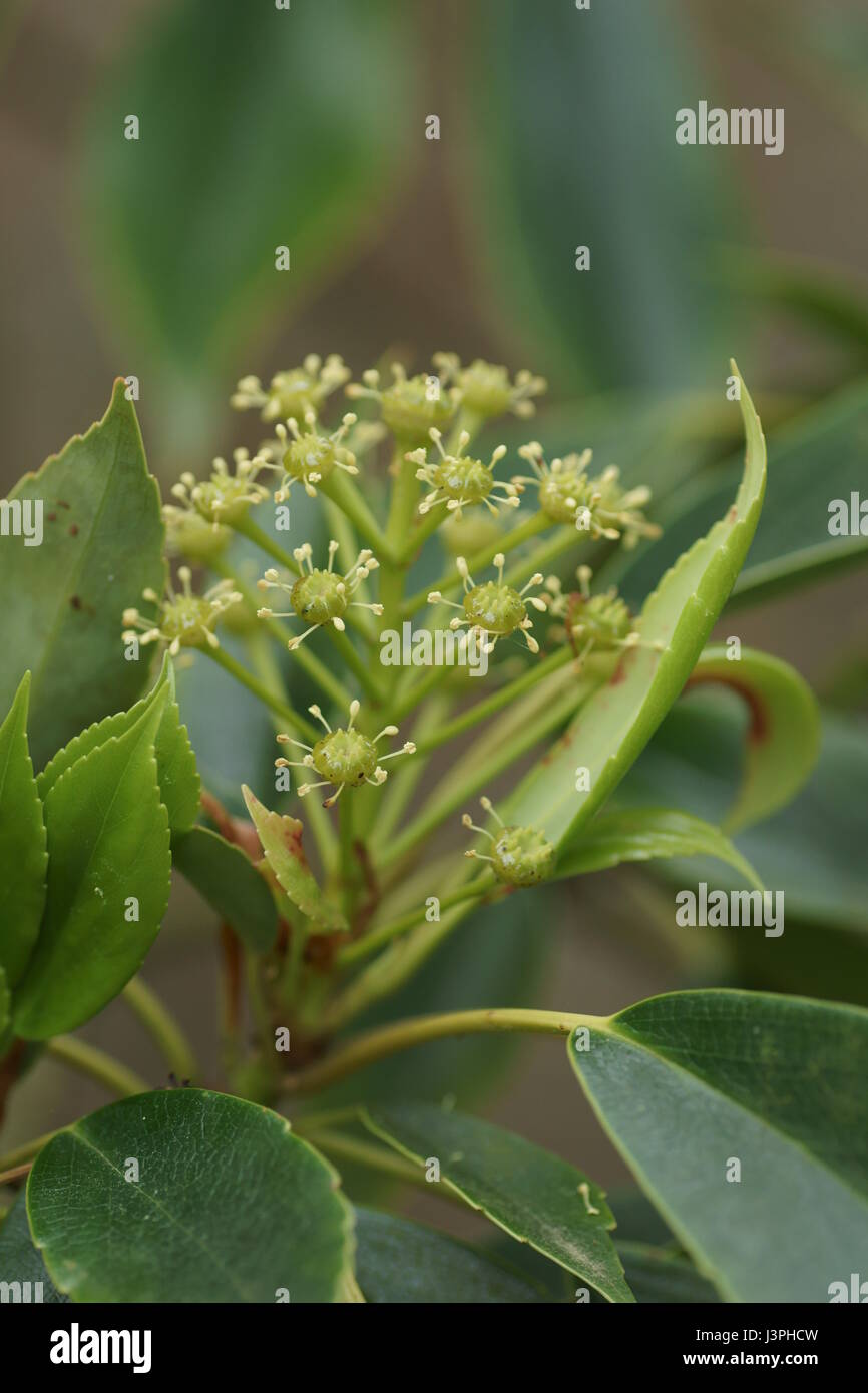 Trochodendron hi-res stock photography and images - Alamy